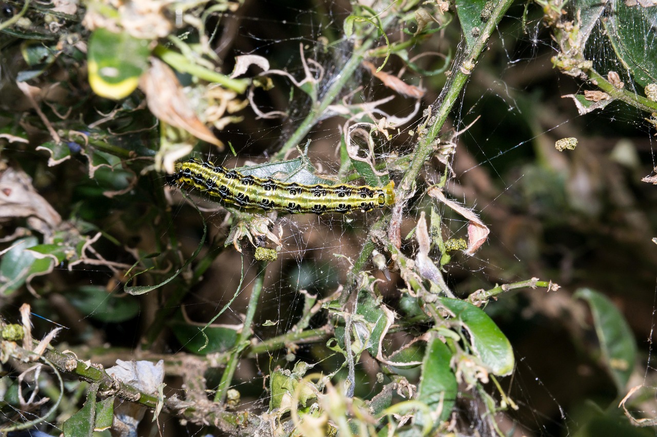 Buchsbaumzünsler • Alle Informationen zum Buchsbaumzünsler 2025